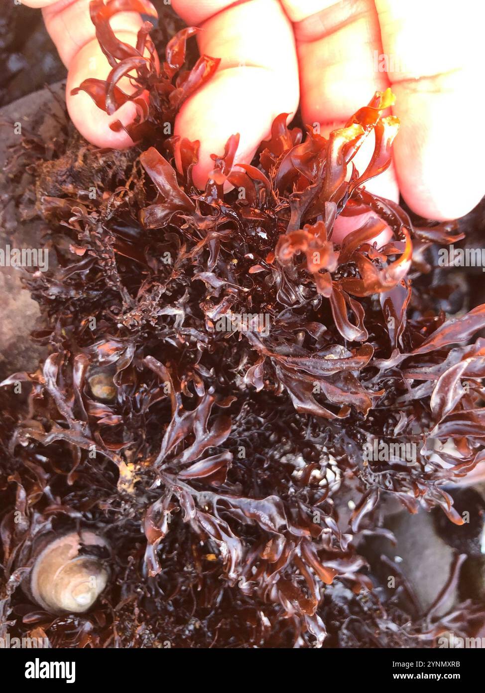 encrusting red algae (Mastocarpus Stock Photo - Alamy
