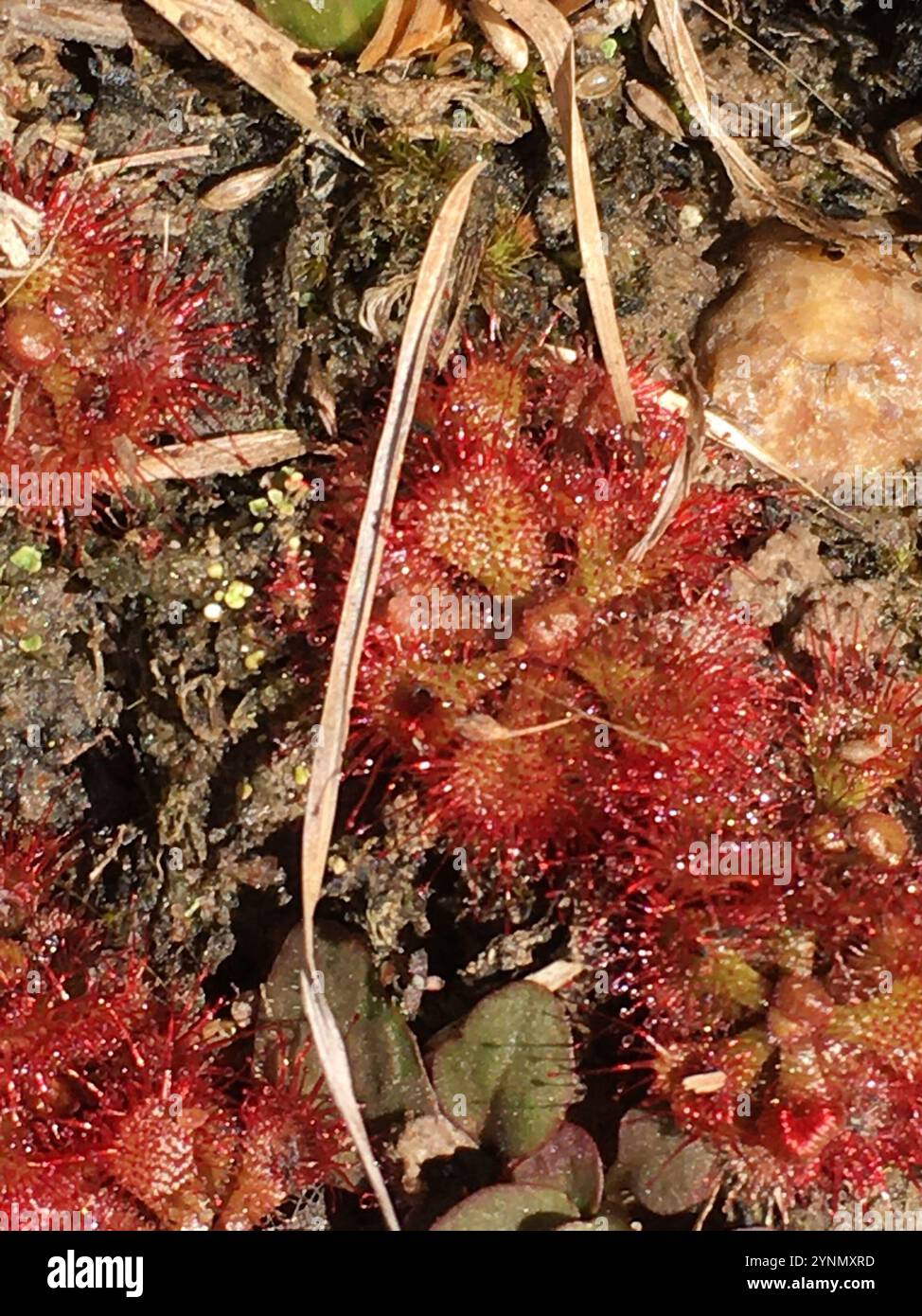 dwarf sundew (Drosera brevifolia Stock Photo - Alamy