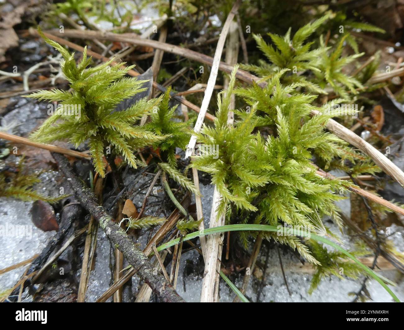 Climacium Mosses (Climacium Stock Photo - Alamy