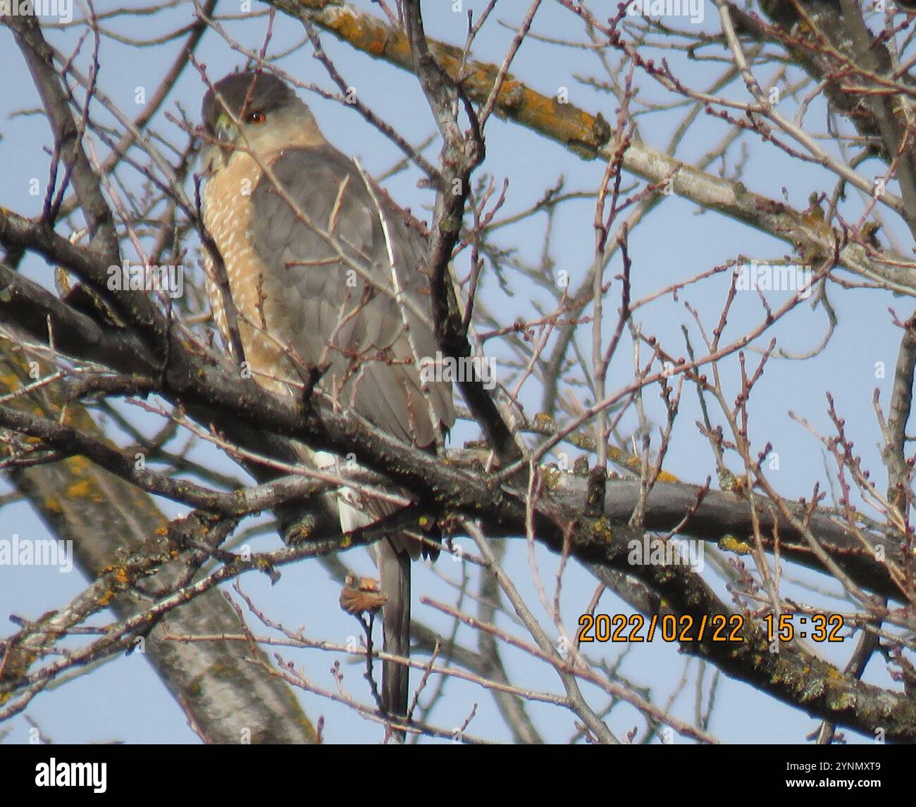 Cooper's Hawk (Astur cooperii Stock Photo - Alamy