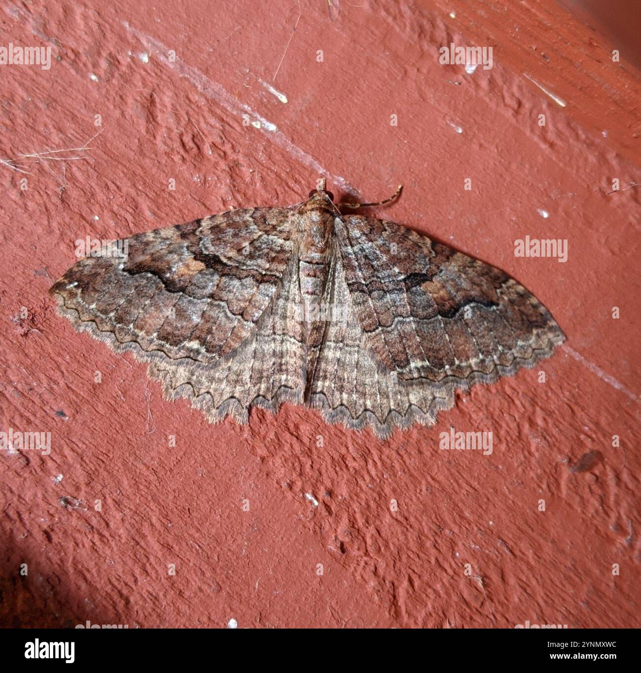 Triphosa haesitata hi-res stock photography and images - Alamy