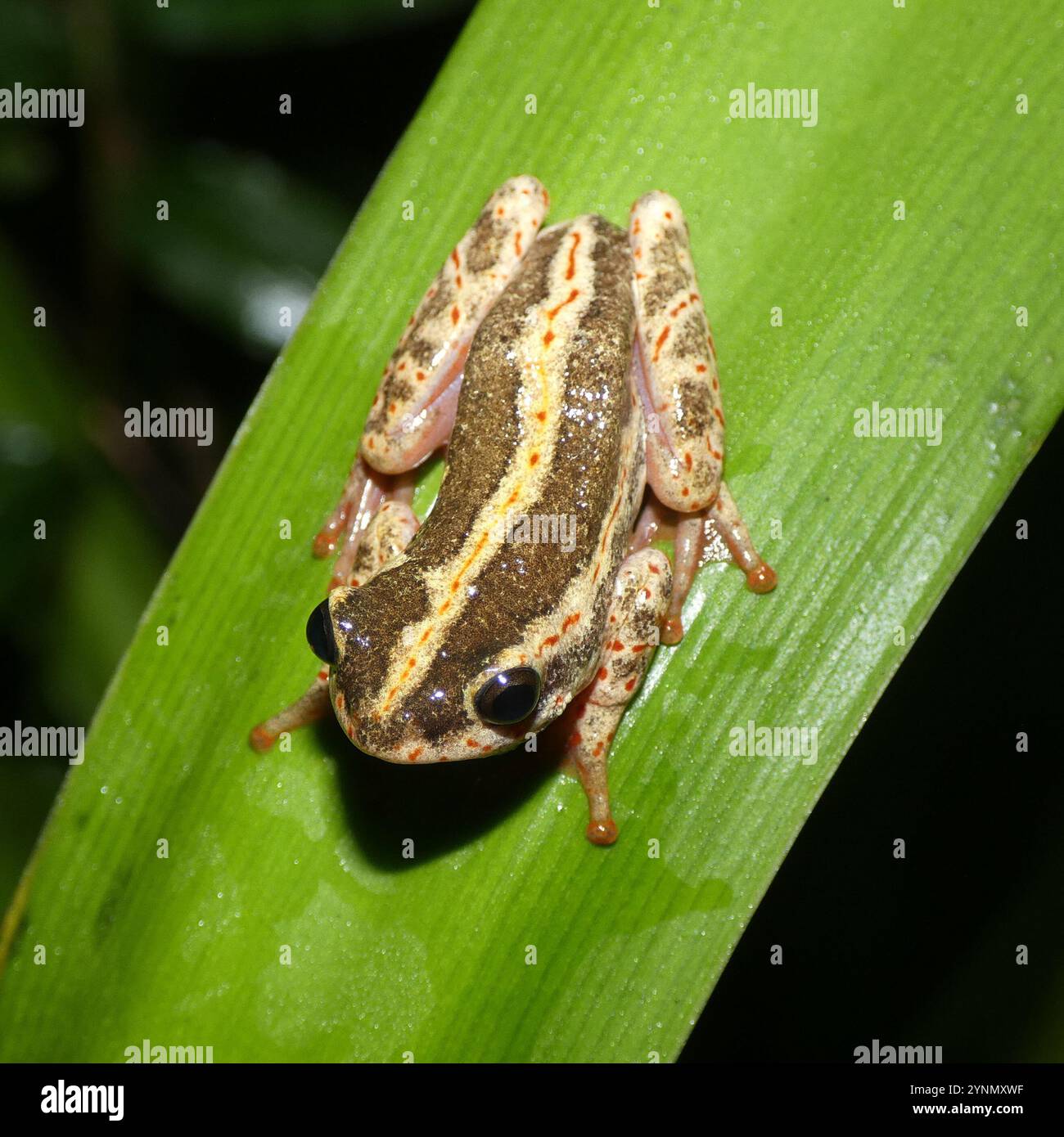 Painted Reed Frog (Hyperolius marmoratus Stock Photo - Alamy