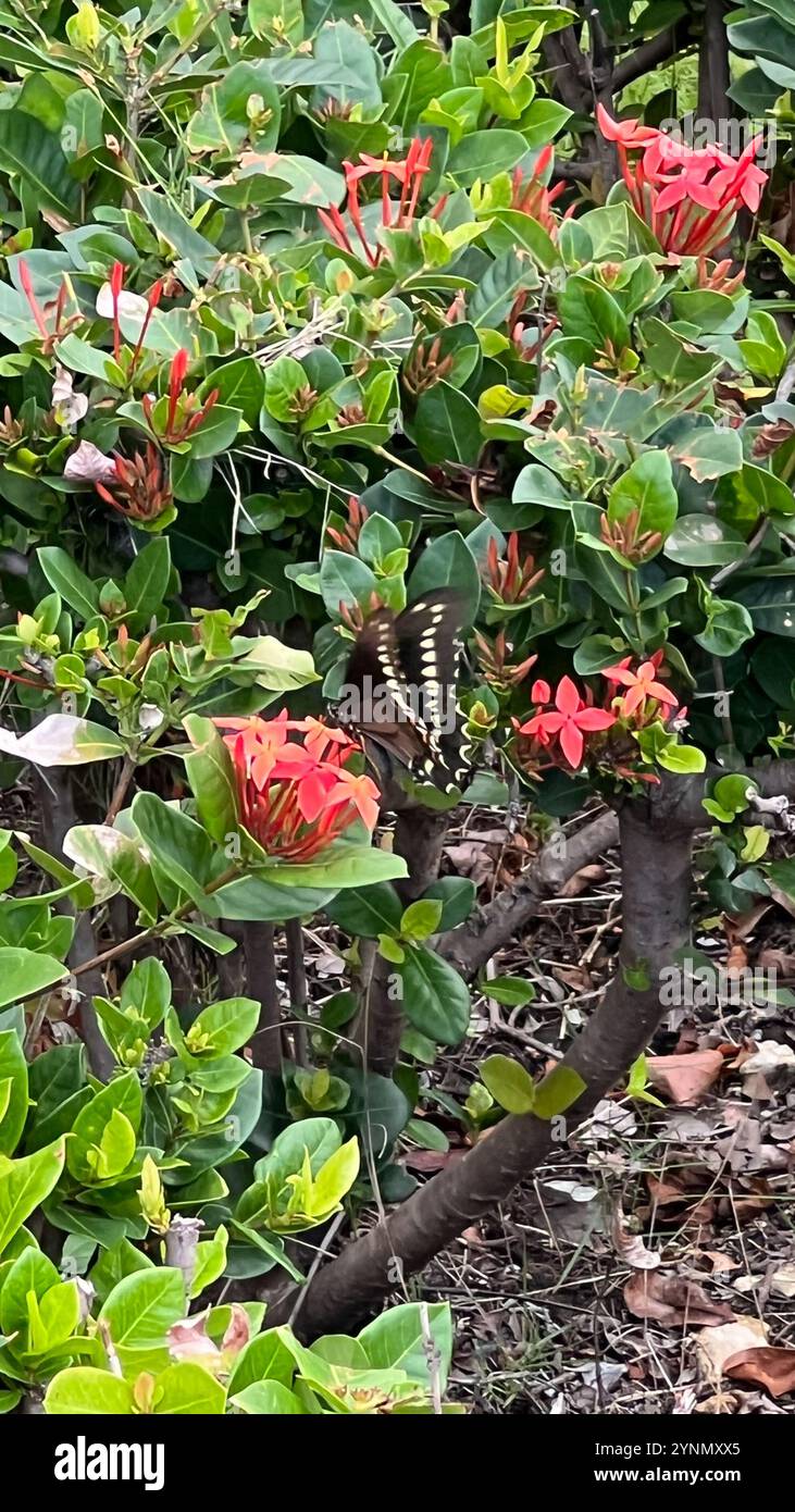 Polydamas Swallowtail (Battus polydamas Stock Photo - Alamy