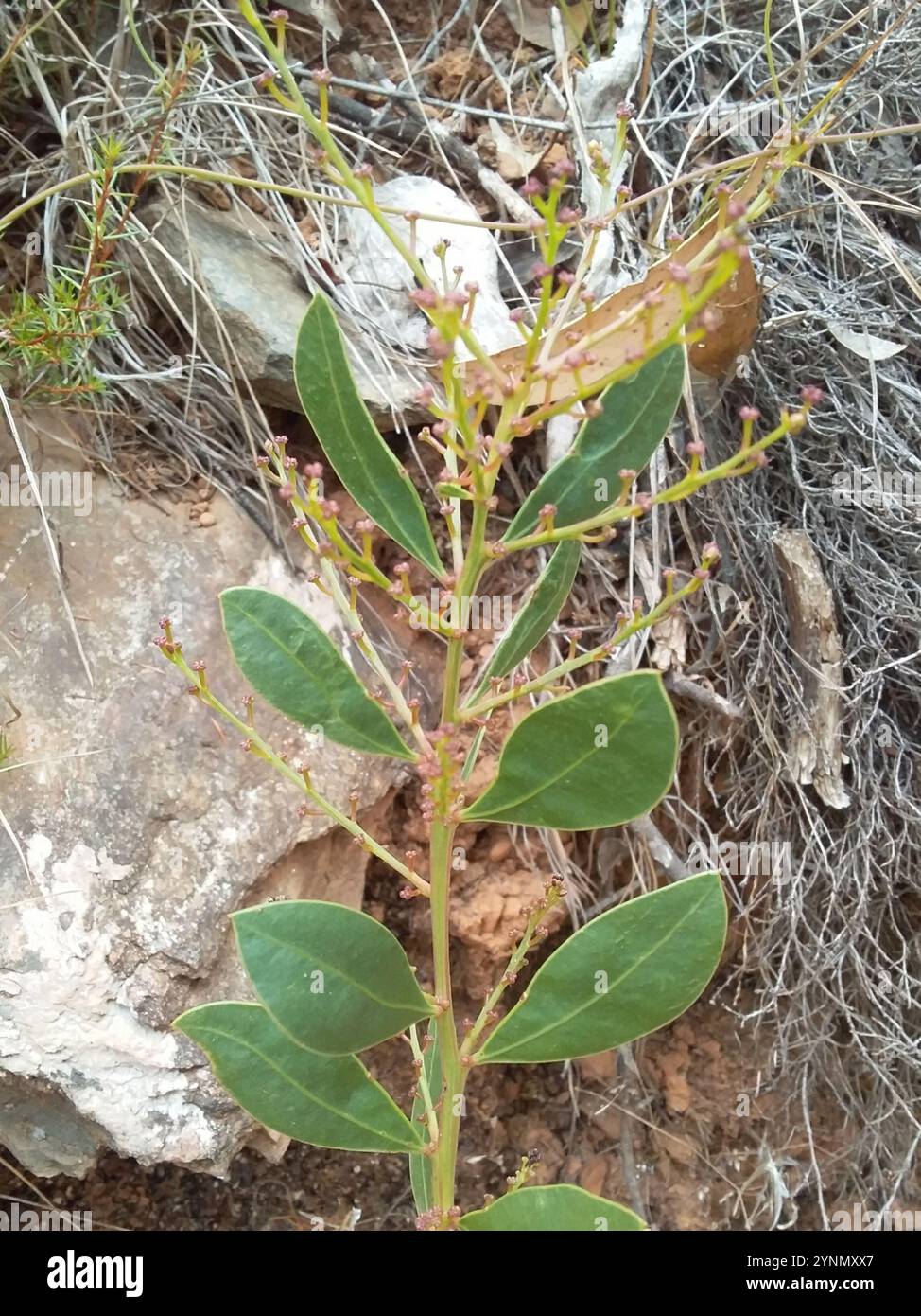 Myrtle Wattle (Acacia myrtifolia Stock Photo - Alamy