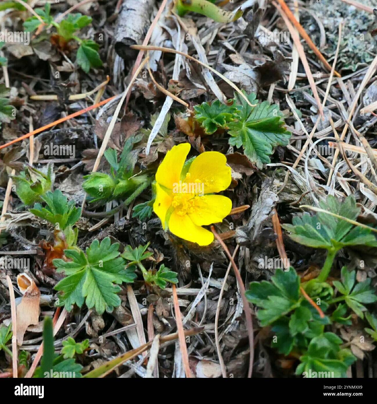 dwarf yellow cinquefoil (Potentilla aurea Stock Photo - Alamy