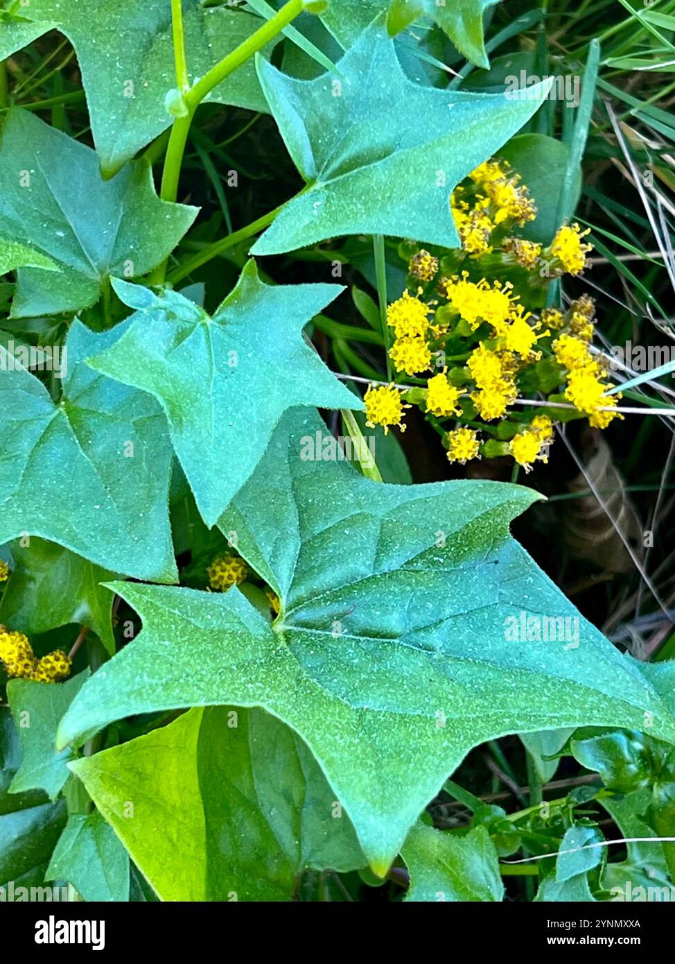Cape-ivy (Delairea odorata Stock Photo - Alamy