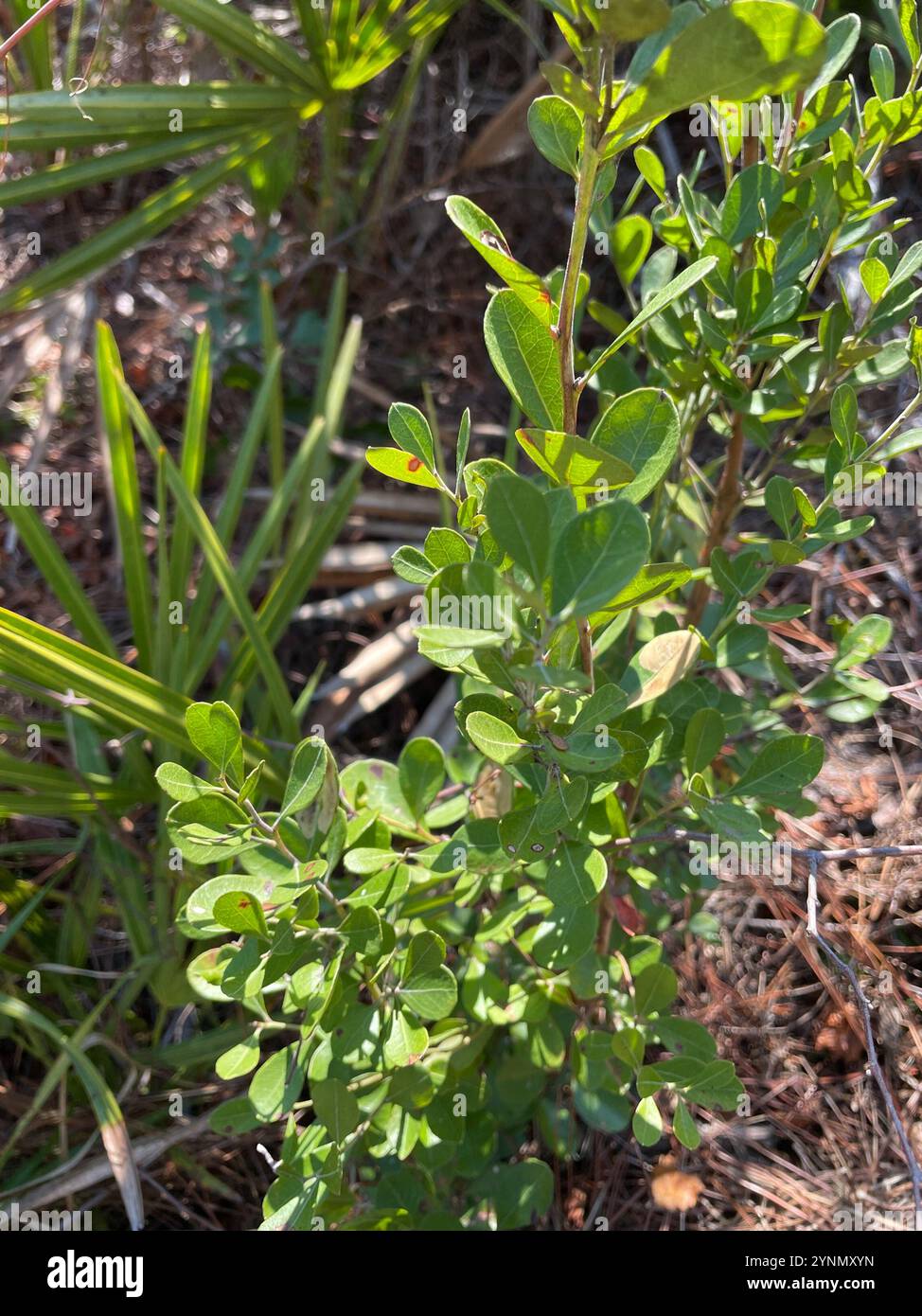 coastal plain staggerbush (Lyonia fruticosa Stock Photo - Alamy