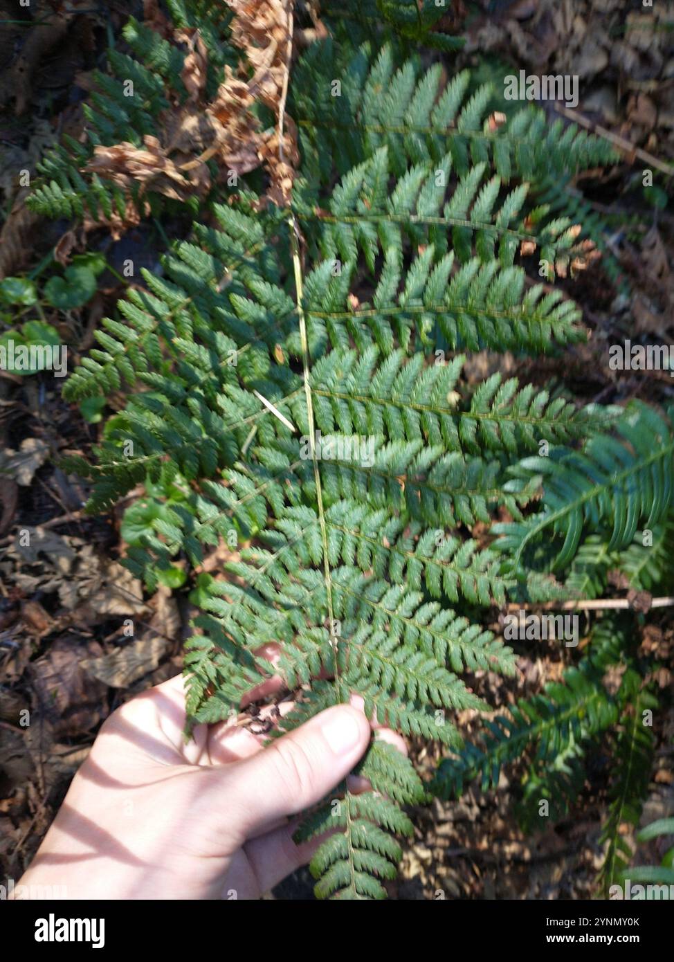 spreading wood fern (Dryopteris expansa Stock Photo - Alamy