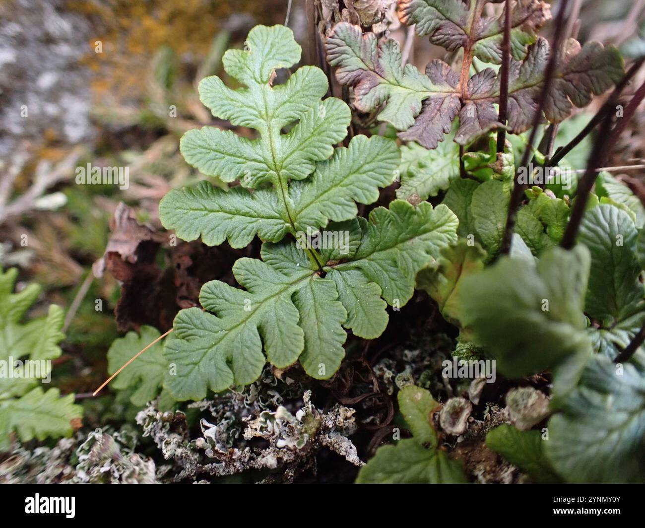 Goldback hi-res stock photography and images - Alamy