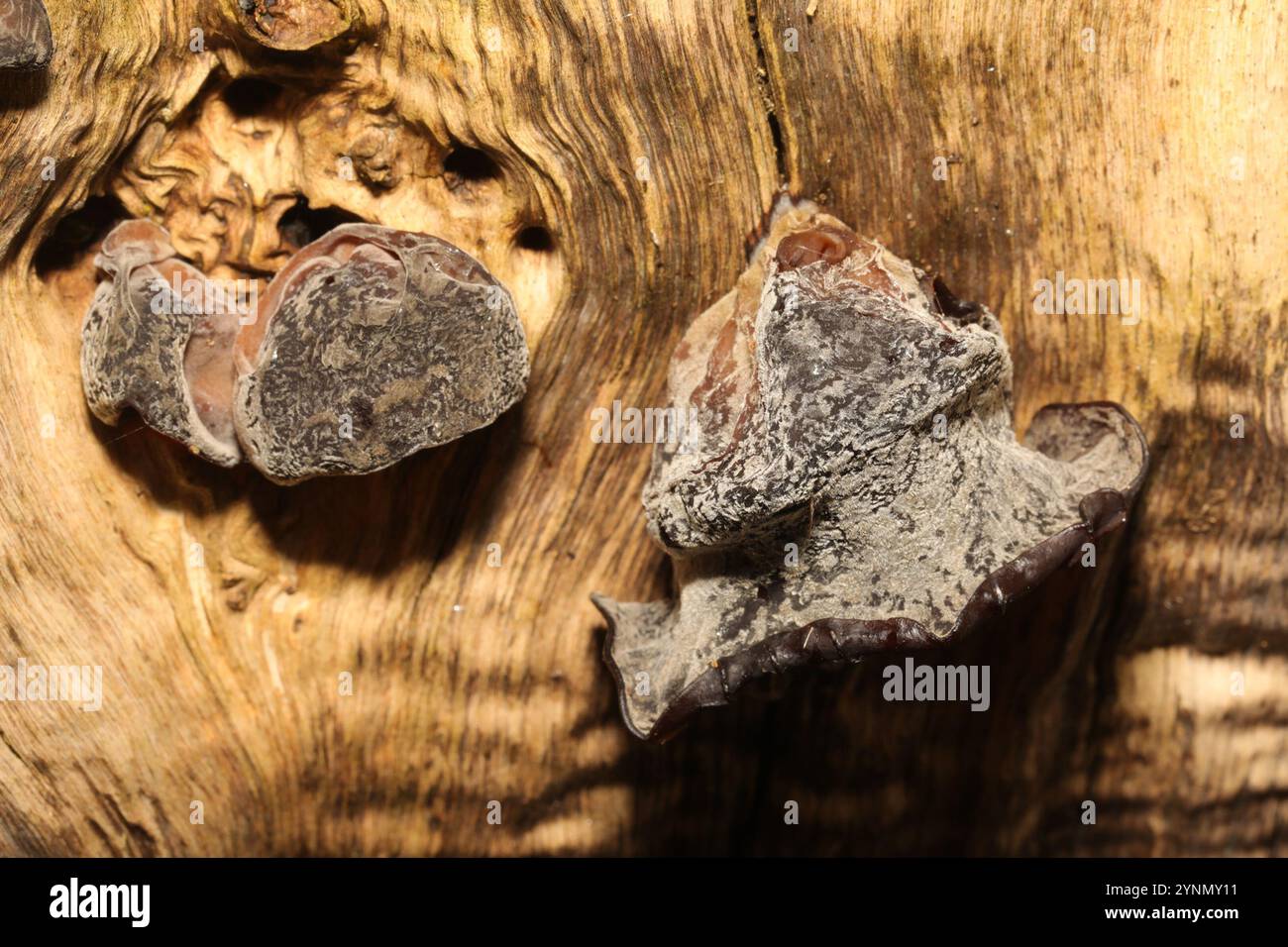 Jelly Ear (Auricularia auricula-judae Stock Photo - Alamy