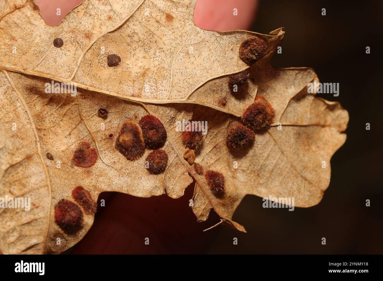 Common Spangle Gall Wasp (Neuroterus quercusbaccarum Stock Photo - Alamy