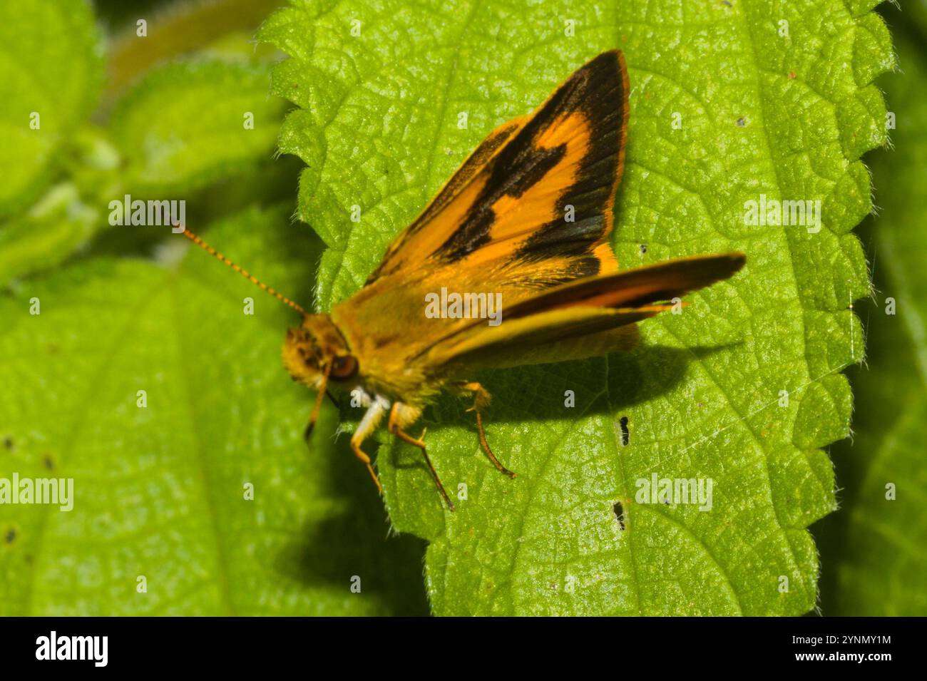 Fiery Skipper (Hylephila phyleus Stock Photo - Alamy