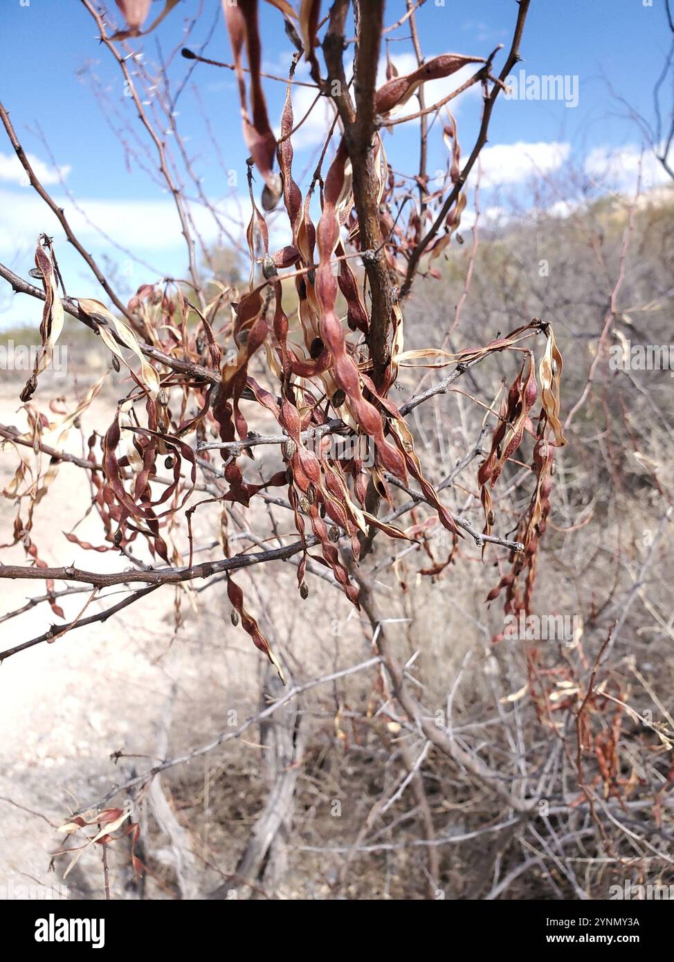 whitethorn acacia (Vachellia constricta Stock Photo - Alamy