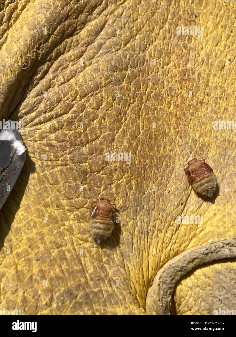 Hackberry Petiole Gall Psyllid (Pachypsylla venusta Stock Photo - Alamy