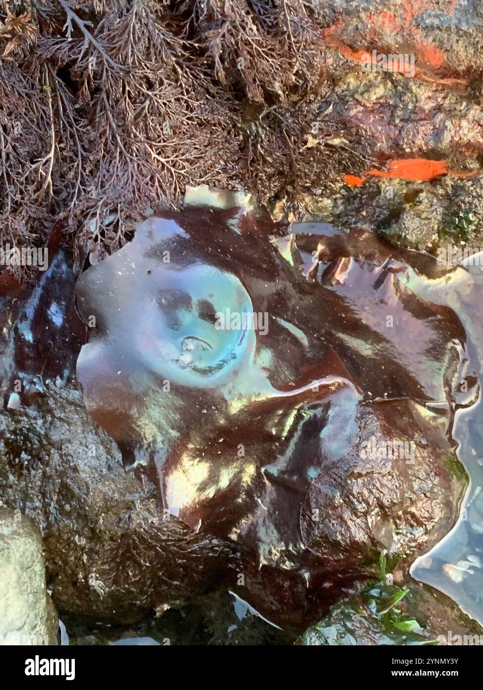 splendid iridescent seaweed (Mazzaella splendens Stock Photo - Alamy