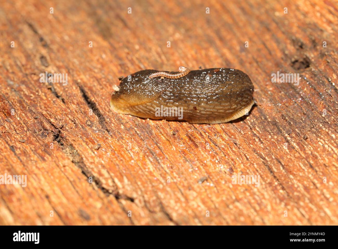 Western Dusky Slug (Arion subfuscus Stock Photo - Alamy