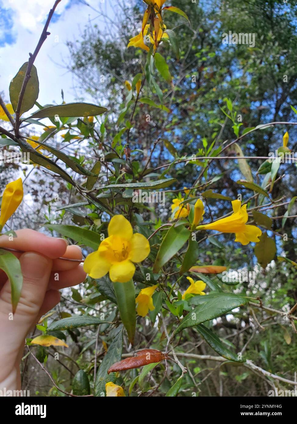 yellow jessamine (Gelsemium sempervirens Stock Photo - Alamy