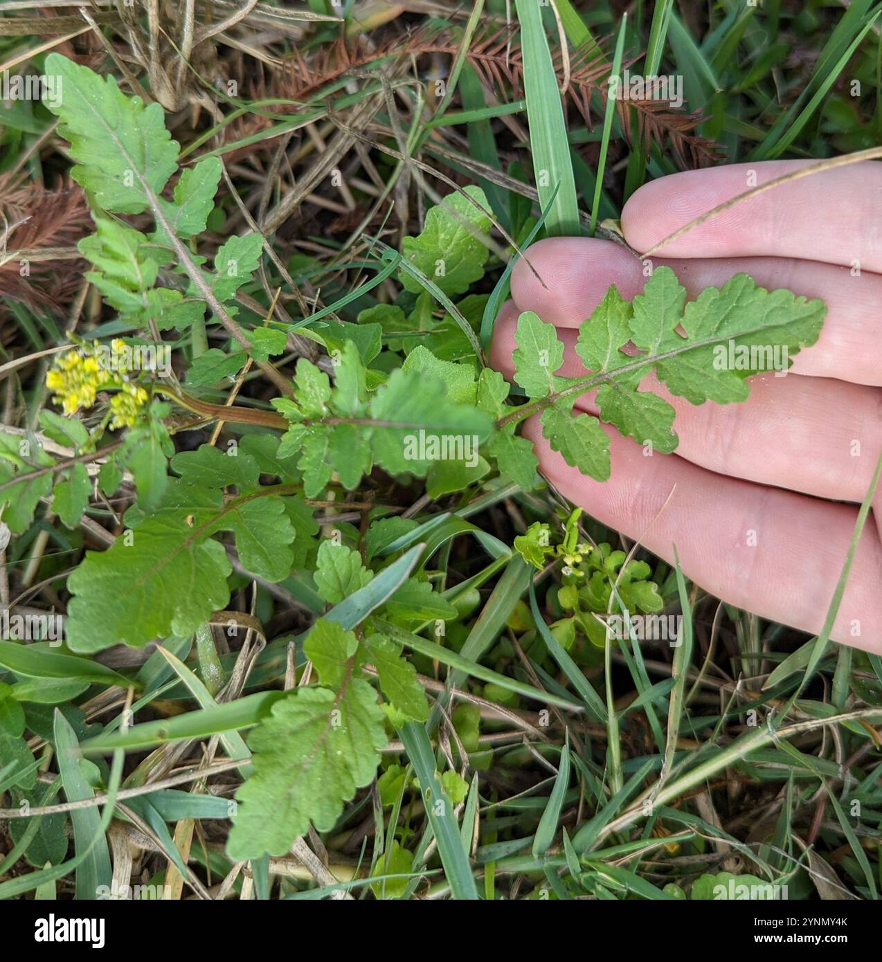 Bog Yellowcress (Rorippa palustris Stock Photo - Alamy