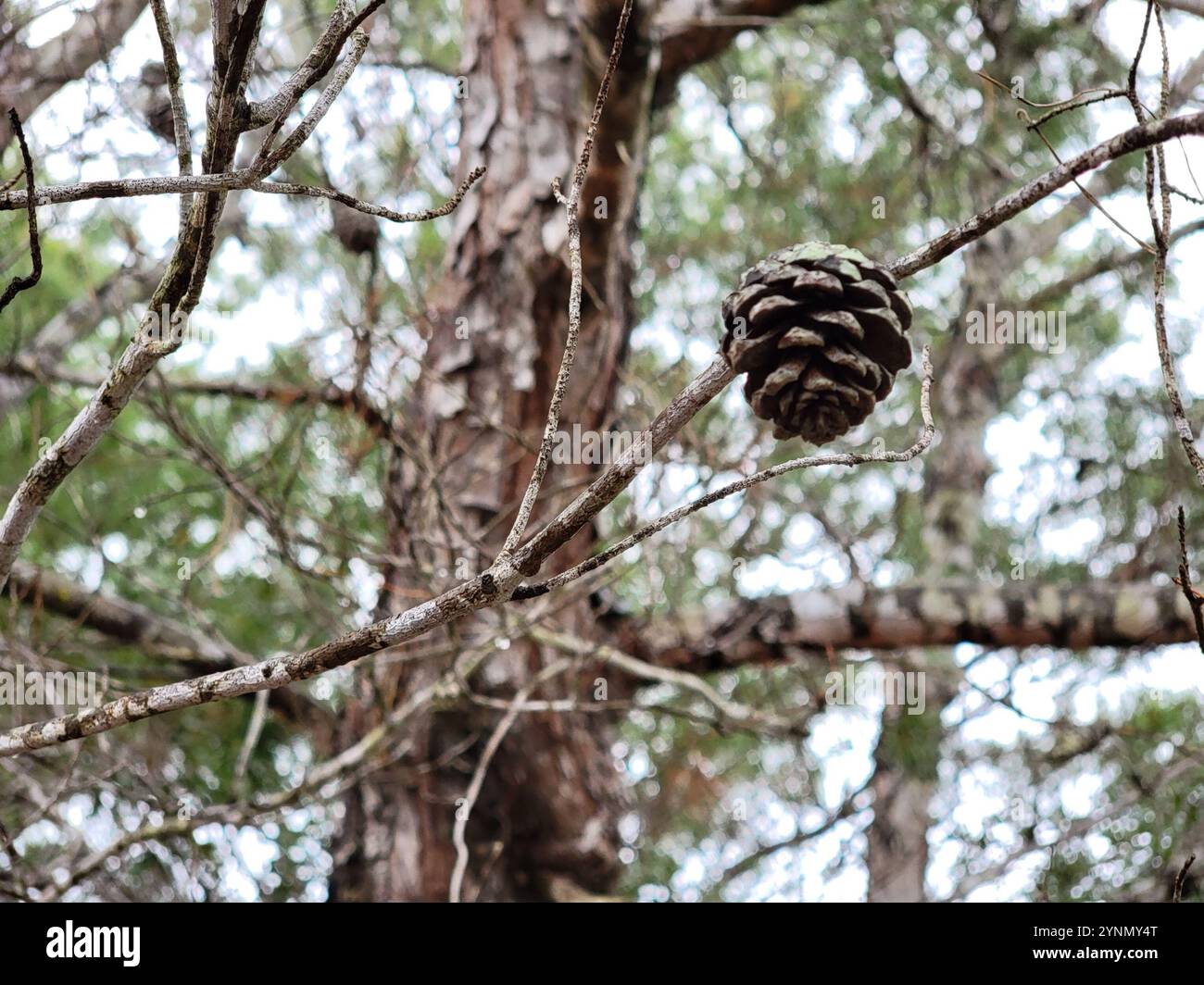 sand pine (Pinus clausa Stock Photo - Alamy