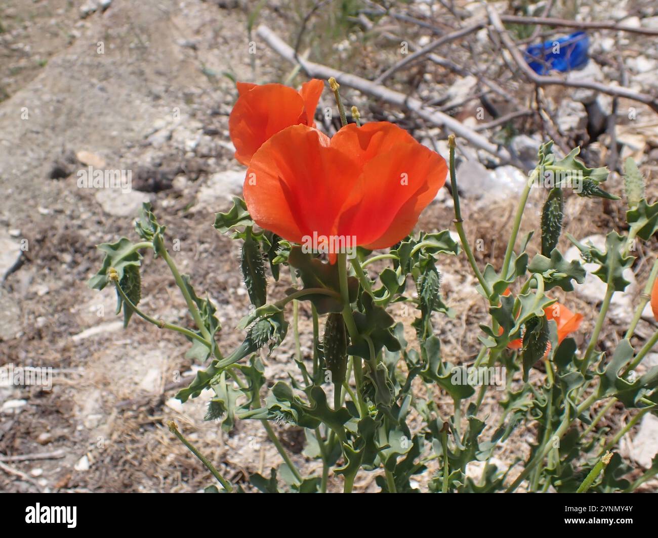 Red Horned Poppy (Glaucium corniculatum Stock Photo - Alamy