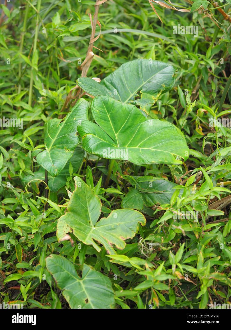 Arrowleaf Elephant's Ear (Xanthosoma sagittifolium Stock Photo - Alamy
