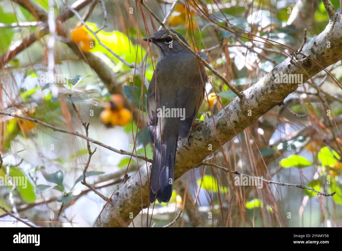 Brown solitaire hi-res stock photography and images - Alamy