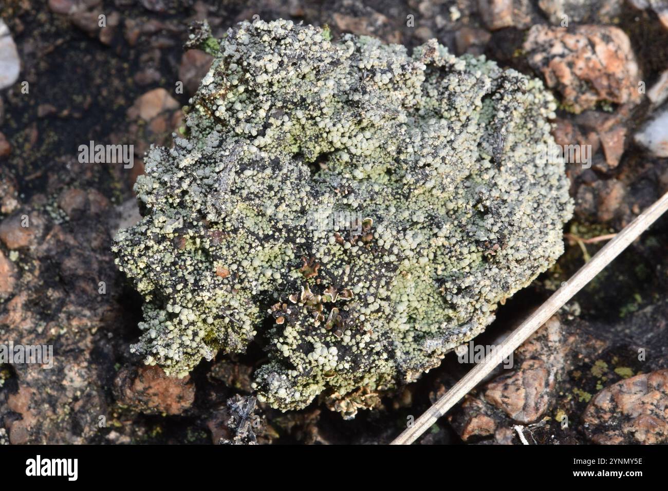 Granular Mottled-disk Lichen (Trapeliopsis granulosa Stock Photo - Alamy
