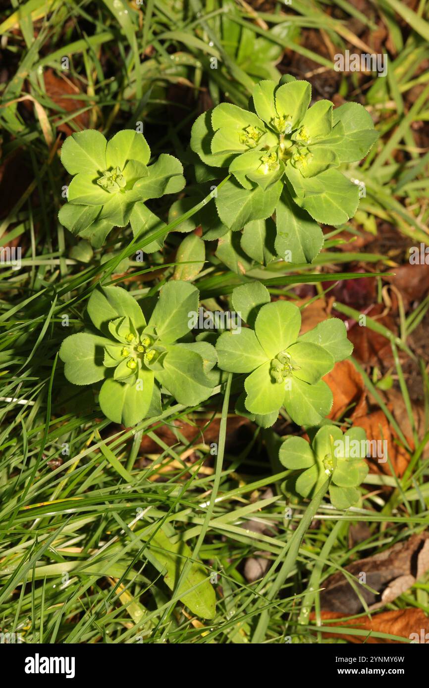 Sun spurge (Euphorbia helioscopia Stock Photo - Alamy