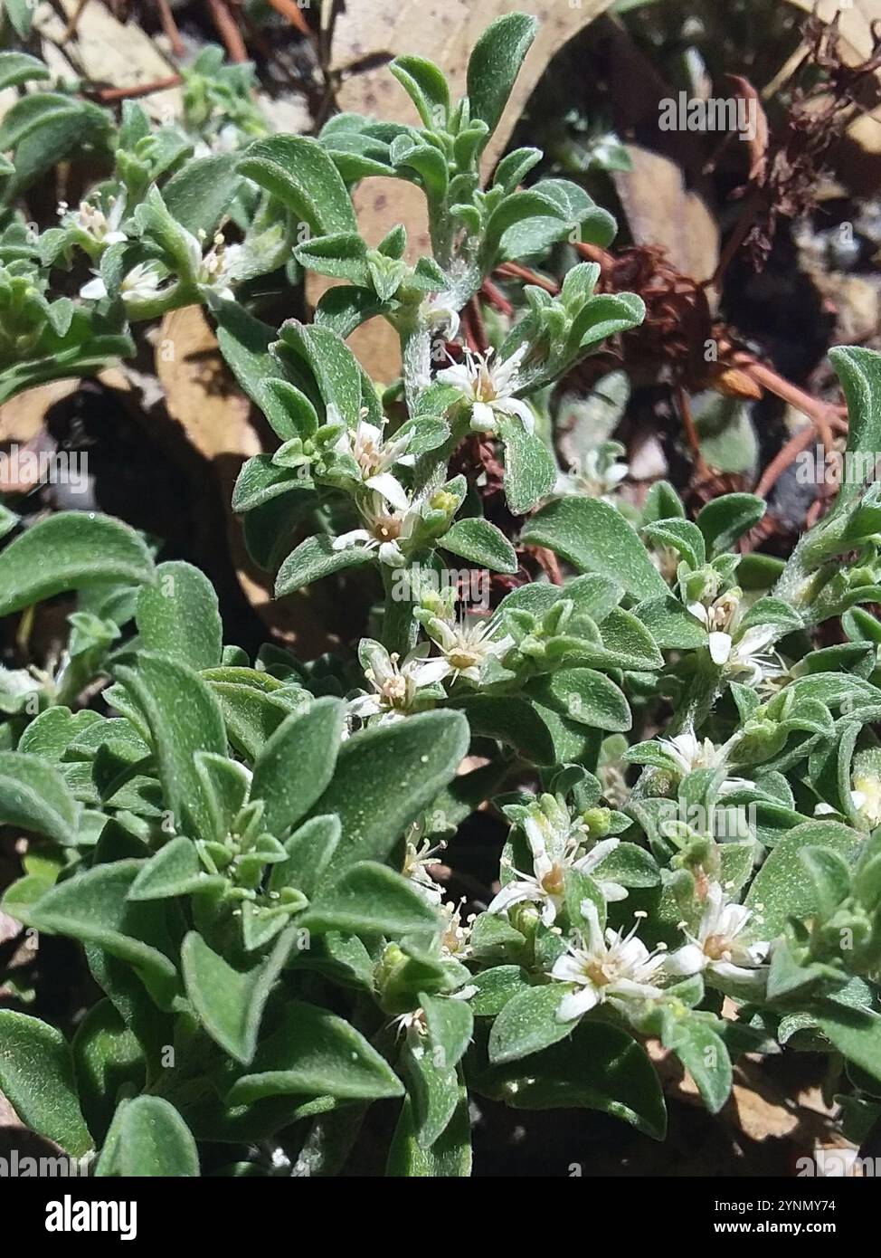 Coastal Galenia (Aizoon pubescens Stock Photo - Alamy