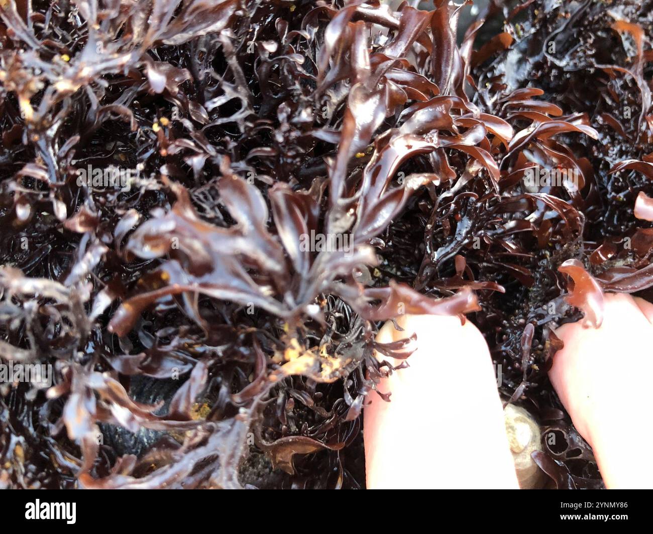 encrusting red algae (Mastocarpus Stock Photo - Alamy