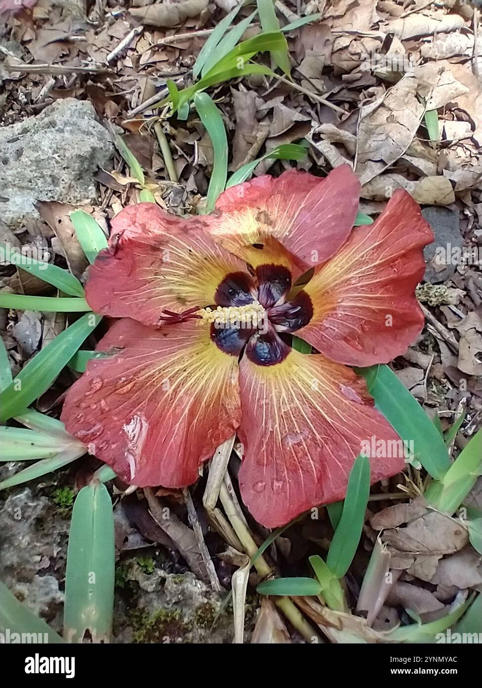 sea hibiscus (Hibiscus tiliaceus Stock Photo - Alamy