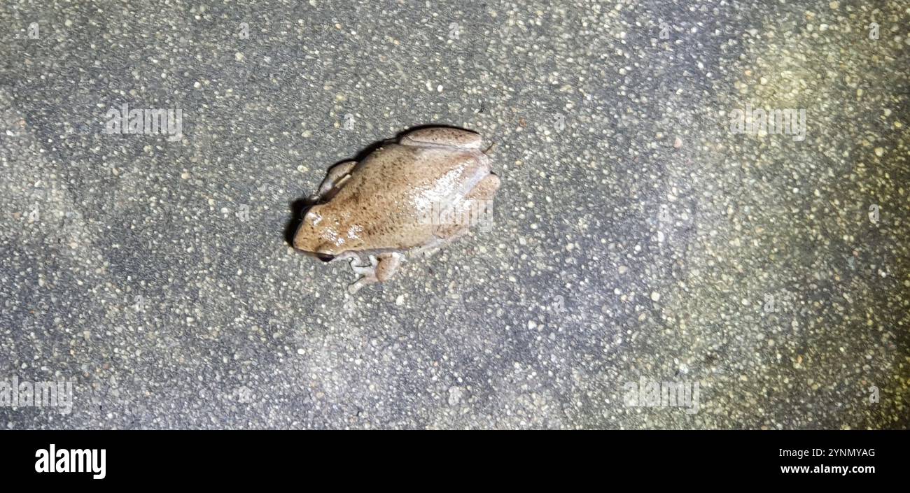 Desert Tree Frog (Litoria rubella Stock Photo - Alamy