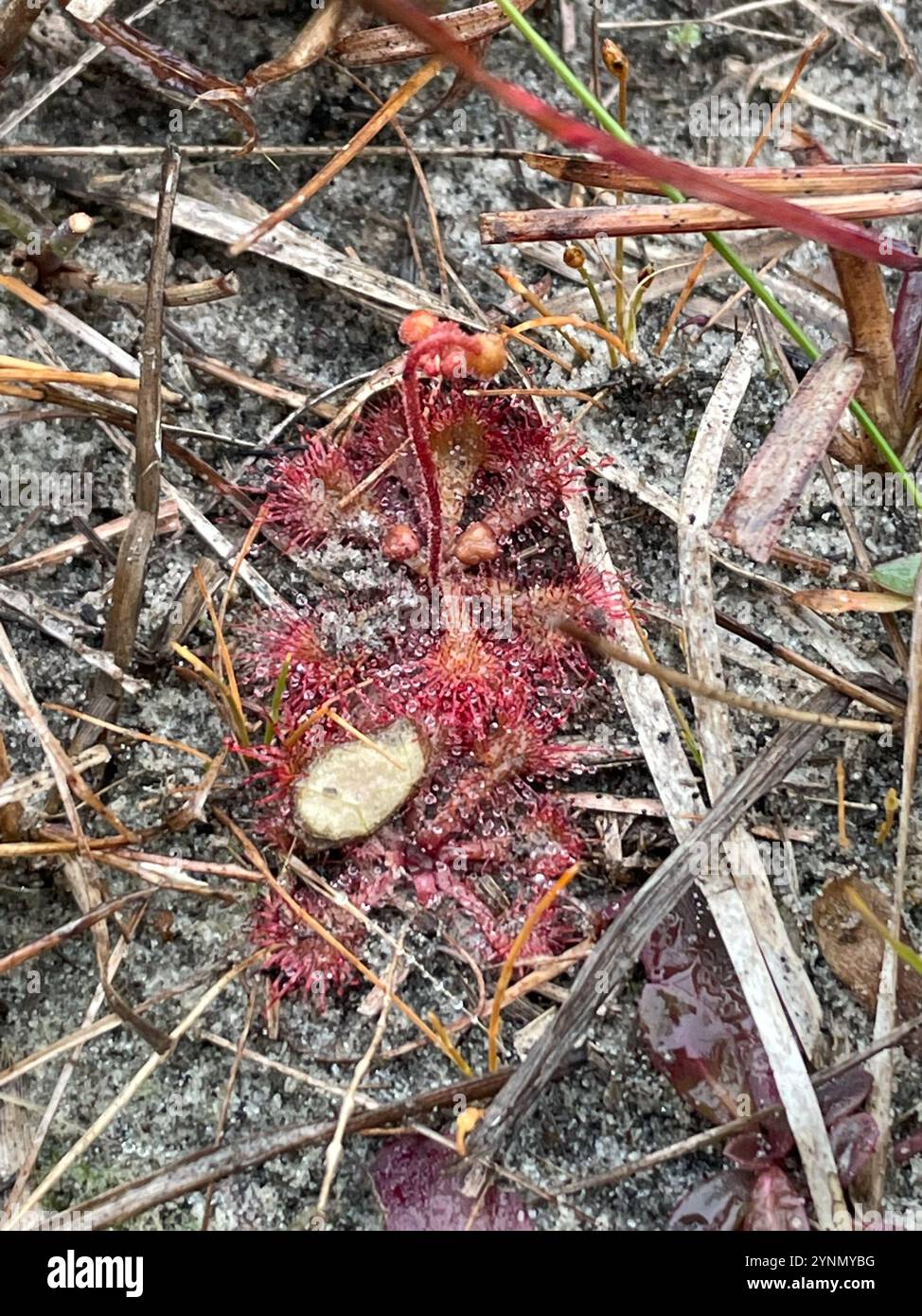 dwarf sundew (Drosera brevifolia Stock Photo - Alamy
