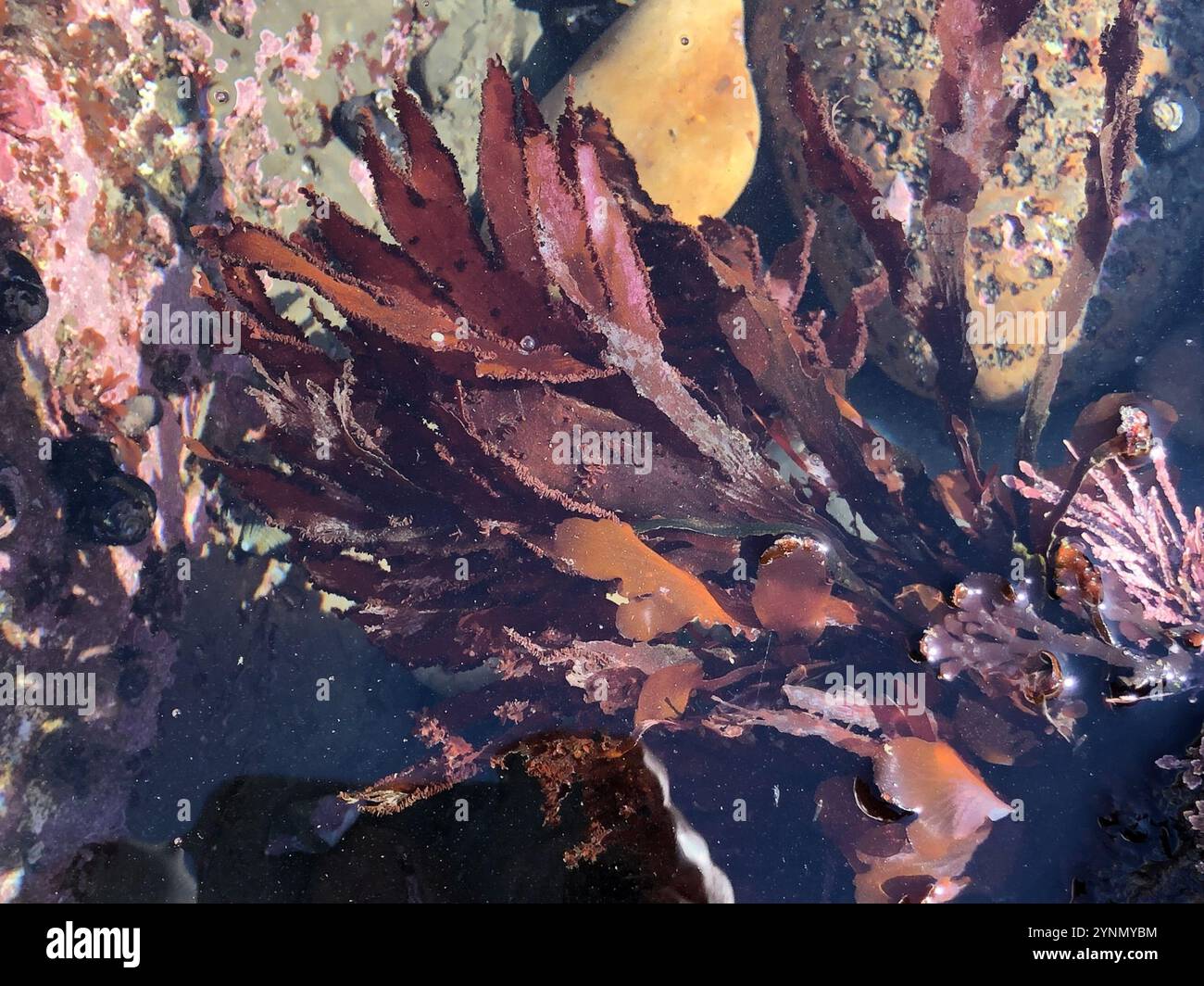 Grape Tongue (Cryptopleura ruprechtiana Stock Photo - Alamy