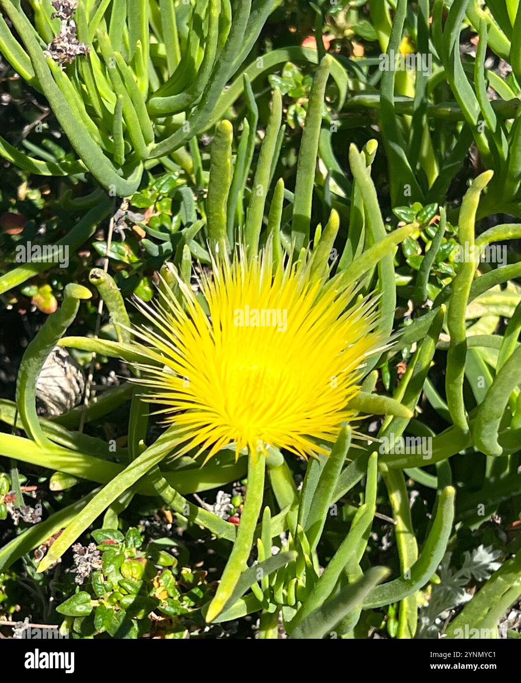 Pig's-root (Conicosia pugioniformis Stock Photo - Alamy