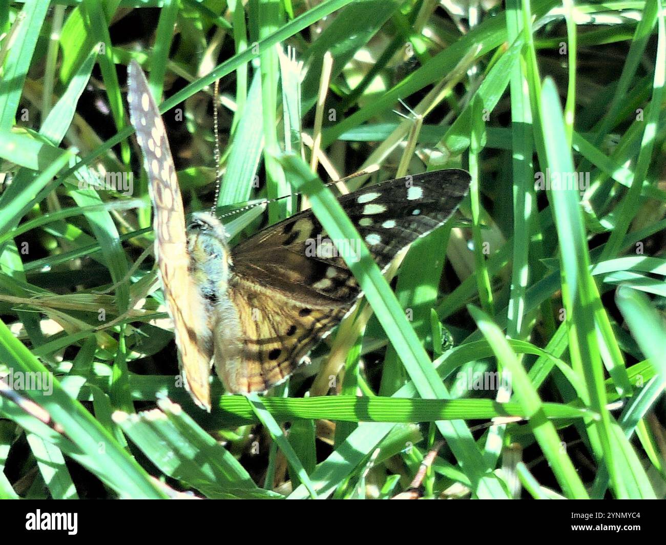 Hackberry Emperor (Asterocampa celtis Stock Photo - Alamy