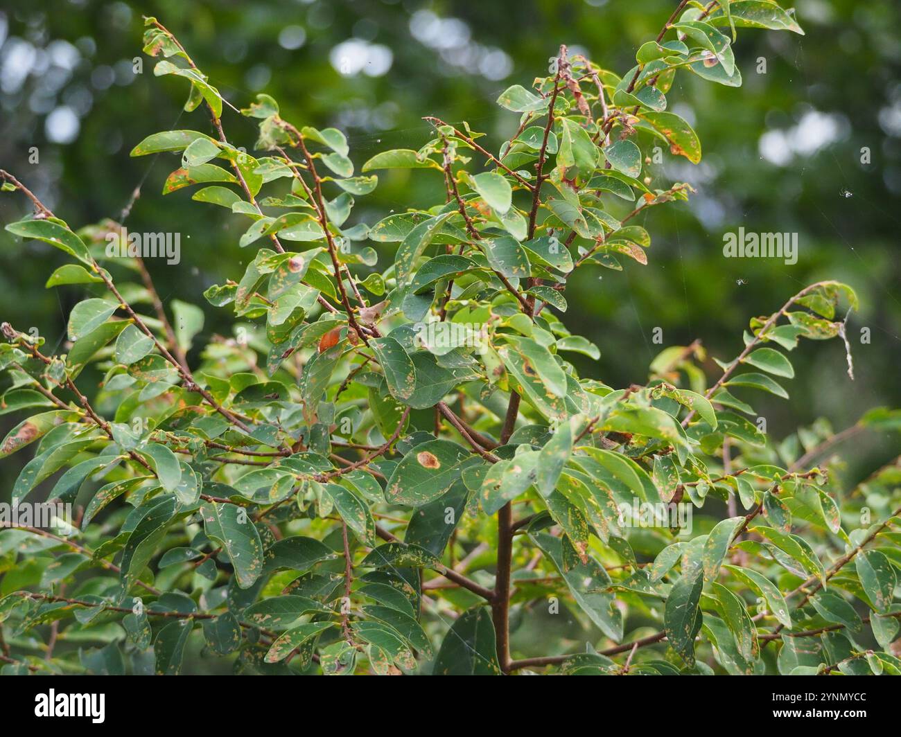 Pop-gun Seed (Bridelia tomentosa Stock Photo - Alamy