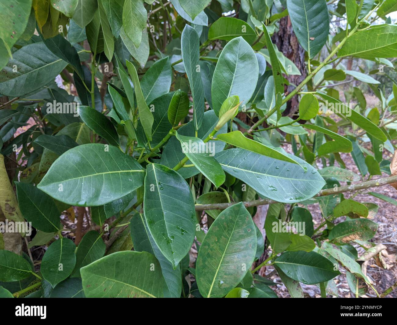 Florida Strangler Fig (Ficus aurea Stock Photo - Alamy