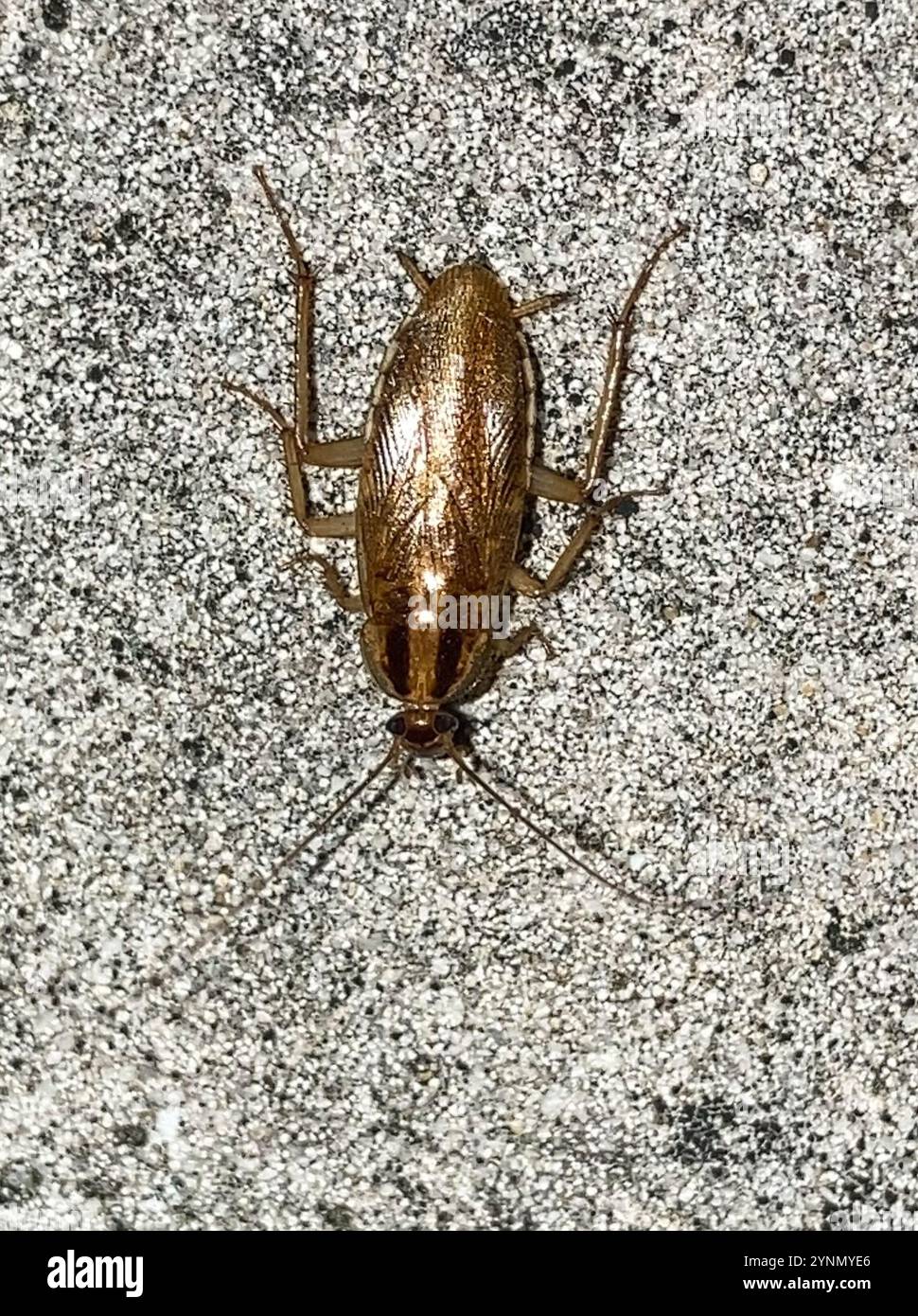 German Cockroach (Blattella germanica Stock Photo - Alamy