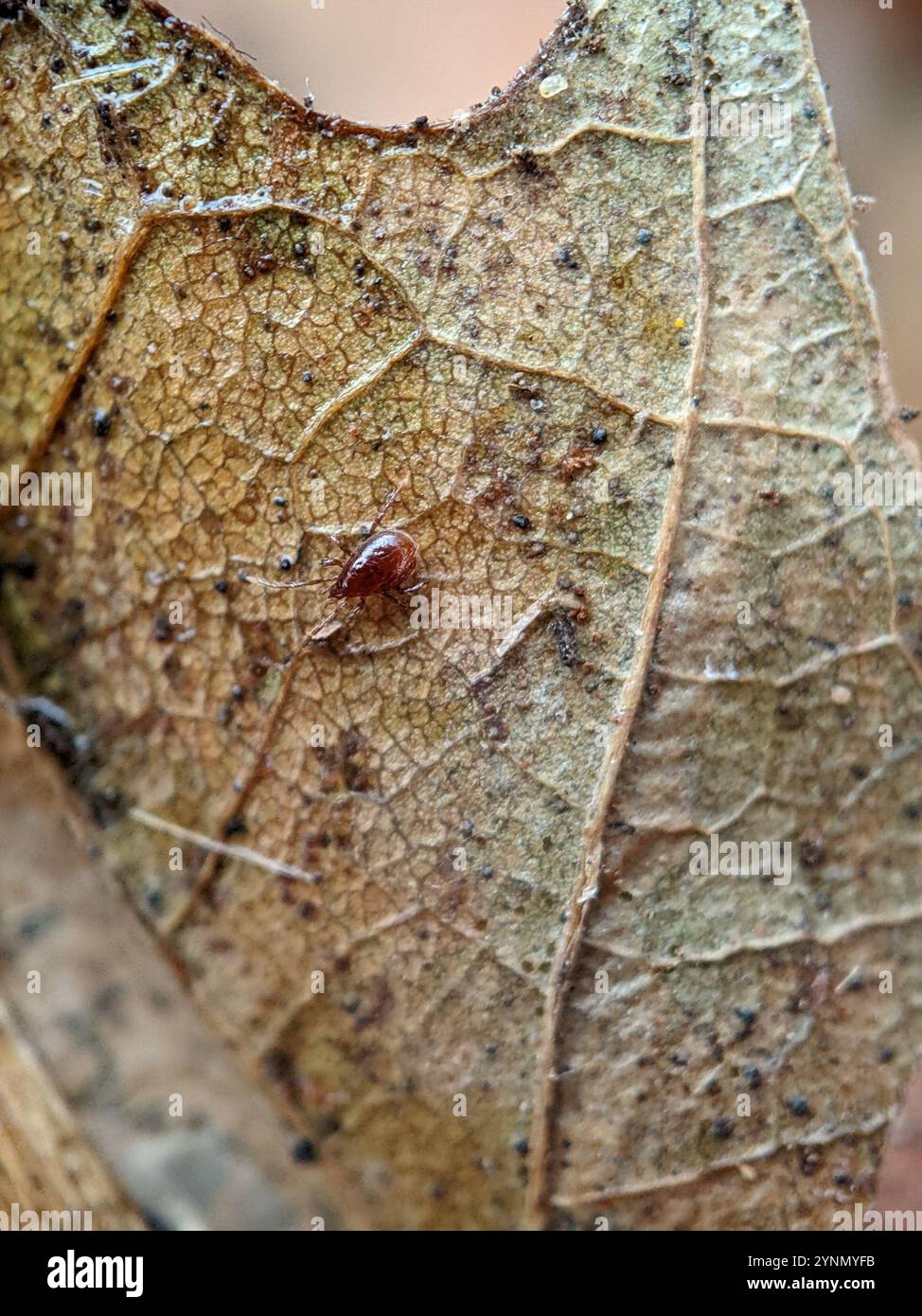 Mites and Ticks (Acari Stock Photo - Alamy