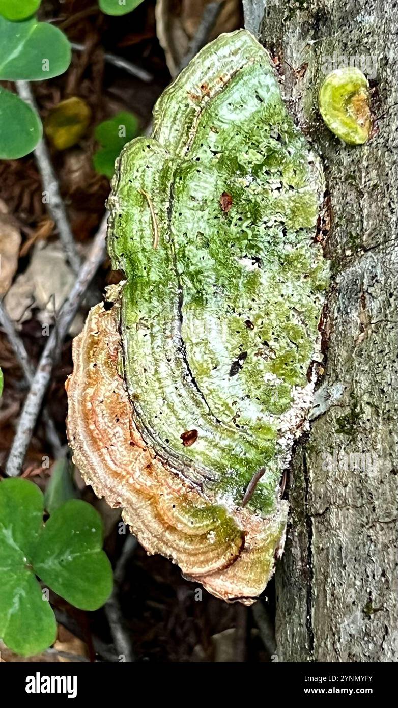 Gilled Polypore (Trametes betulina Stock Photo - Alamy