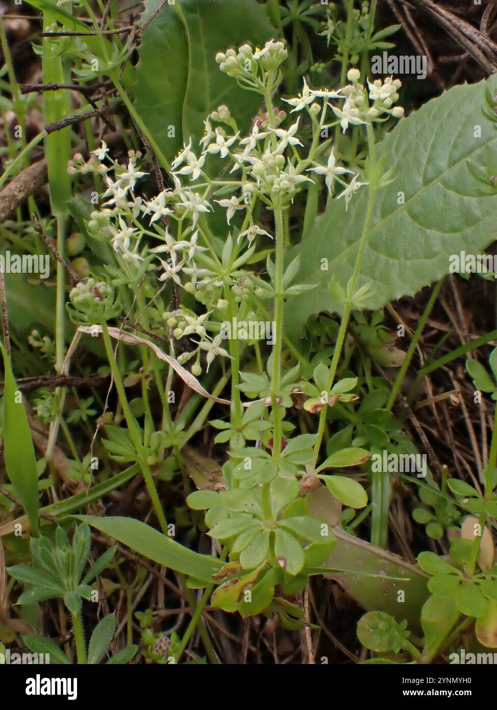 white bedstraw (Galium album Stock Photo - Alamy