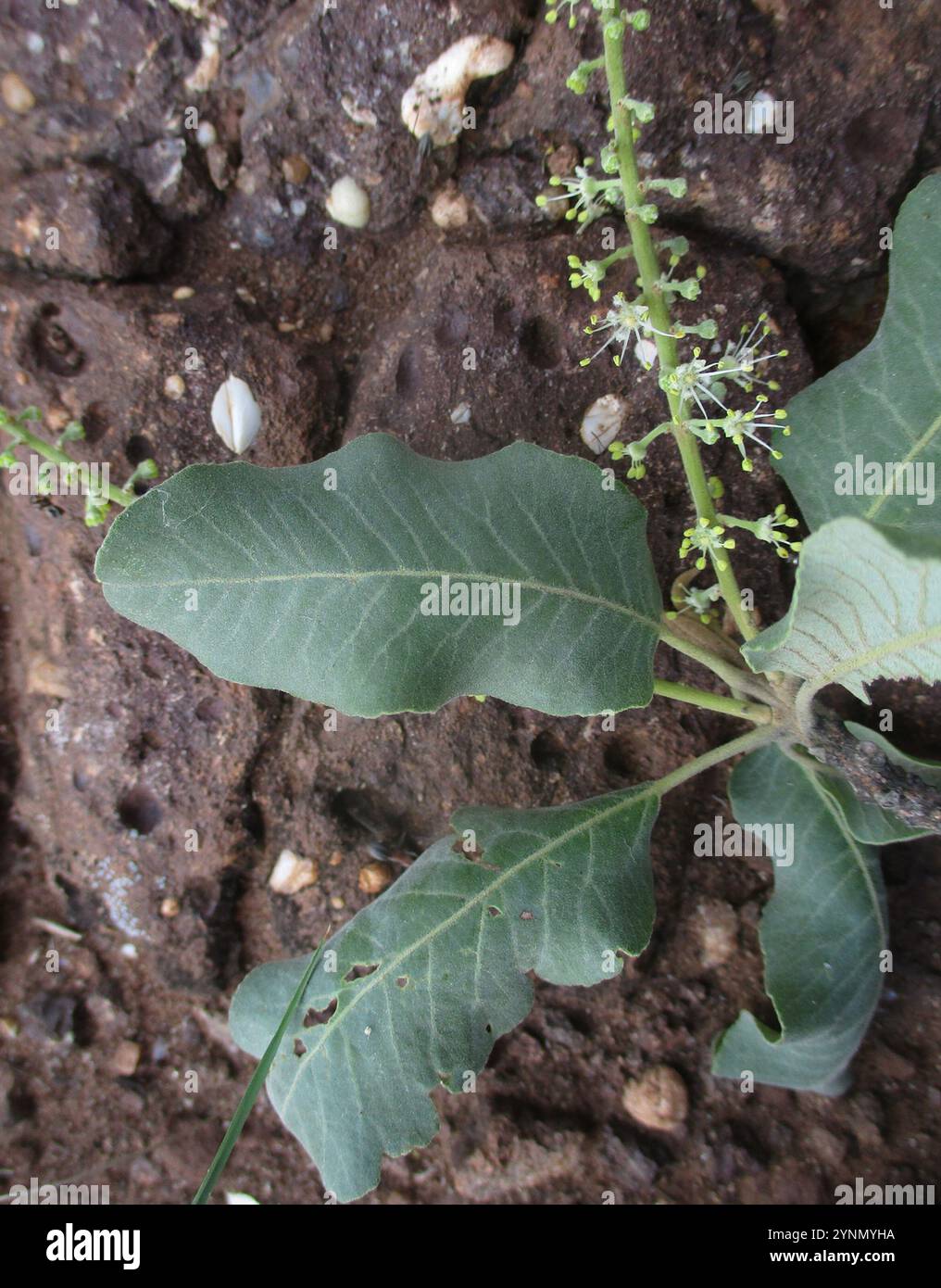 Pappea capensis hi-res stock photography and images - Alamy