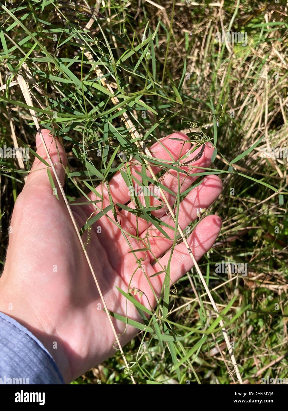 Fourleaf Vetch (Vicia acutifolia Stock Photo - Alamy