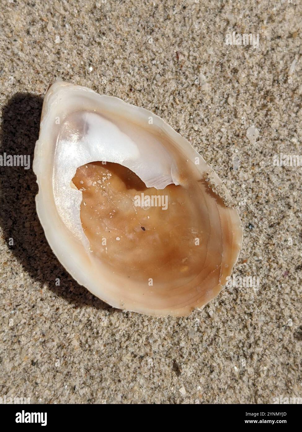 Typical Slippersnails (Crepidula Stock Photo - Alamy