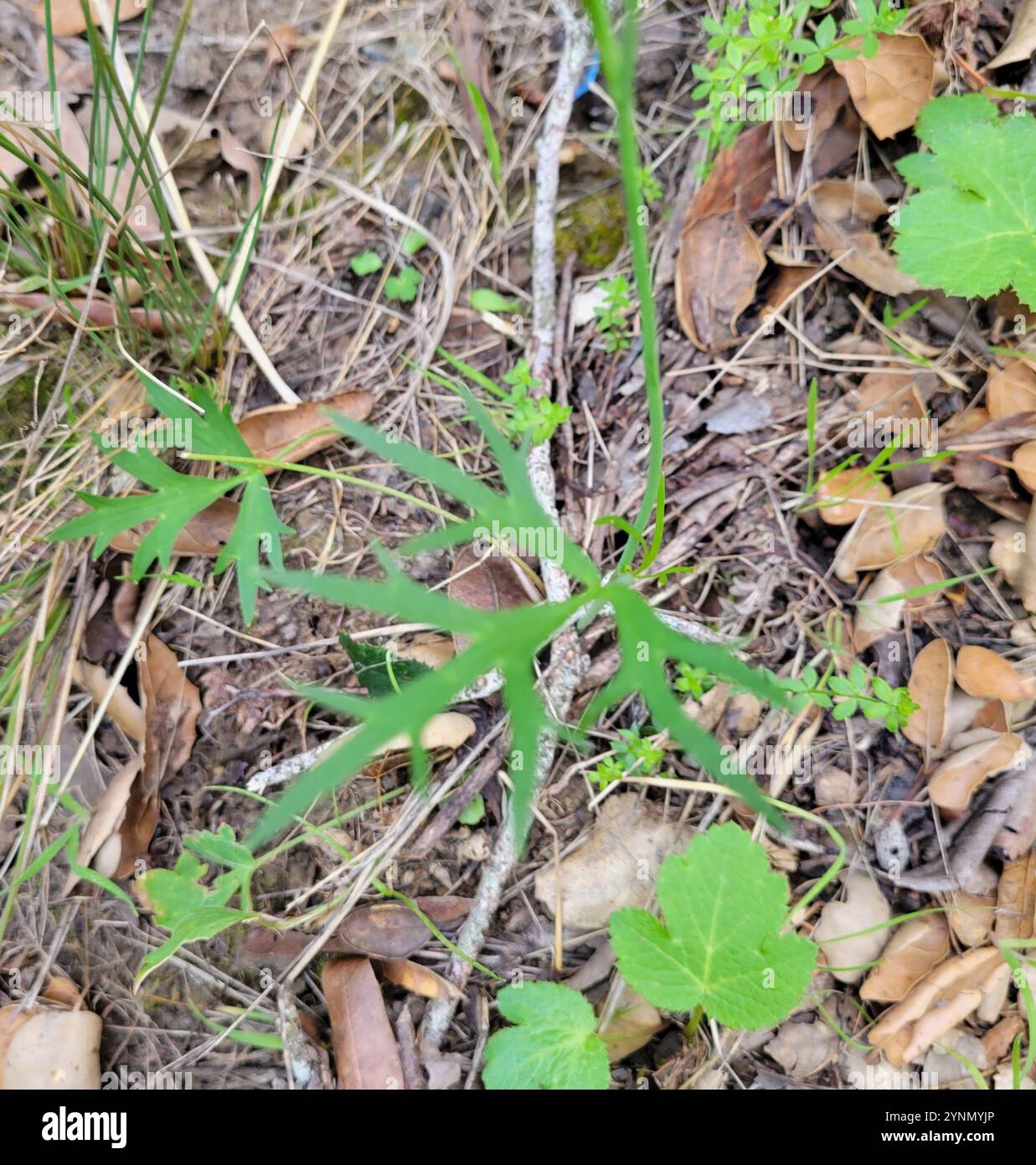 California buttercup (Ranunculus californicus Stock Photo - Alamy