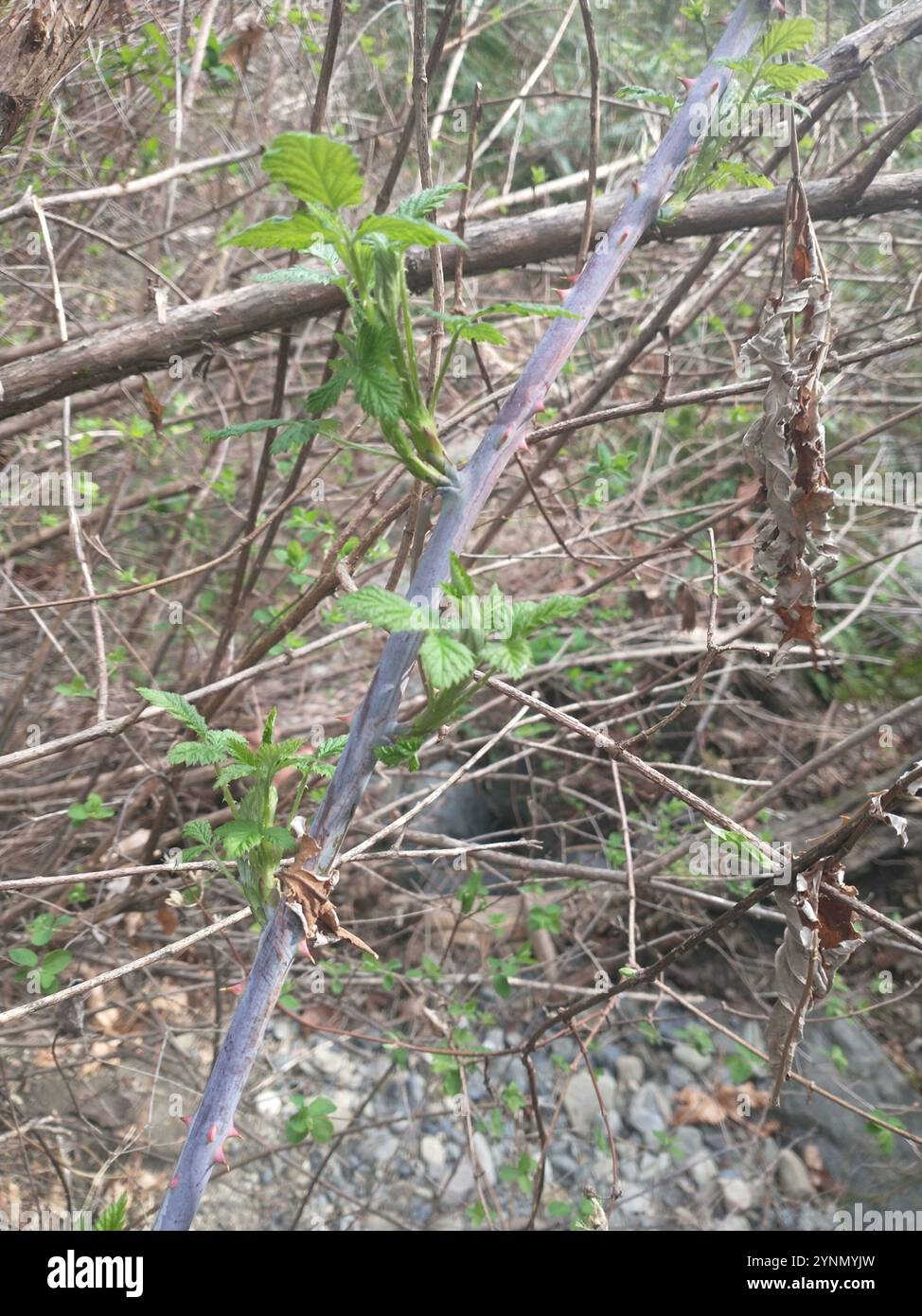 whitebark raspberry (Rubus leucodermis Stock Photo - Alamy