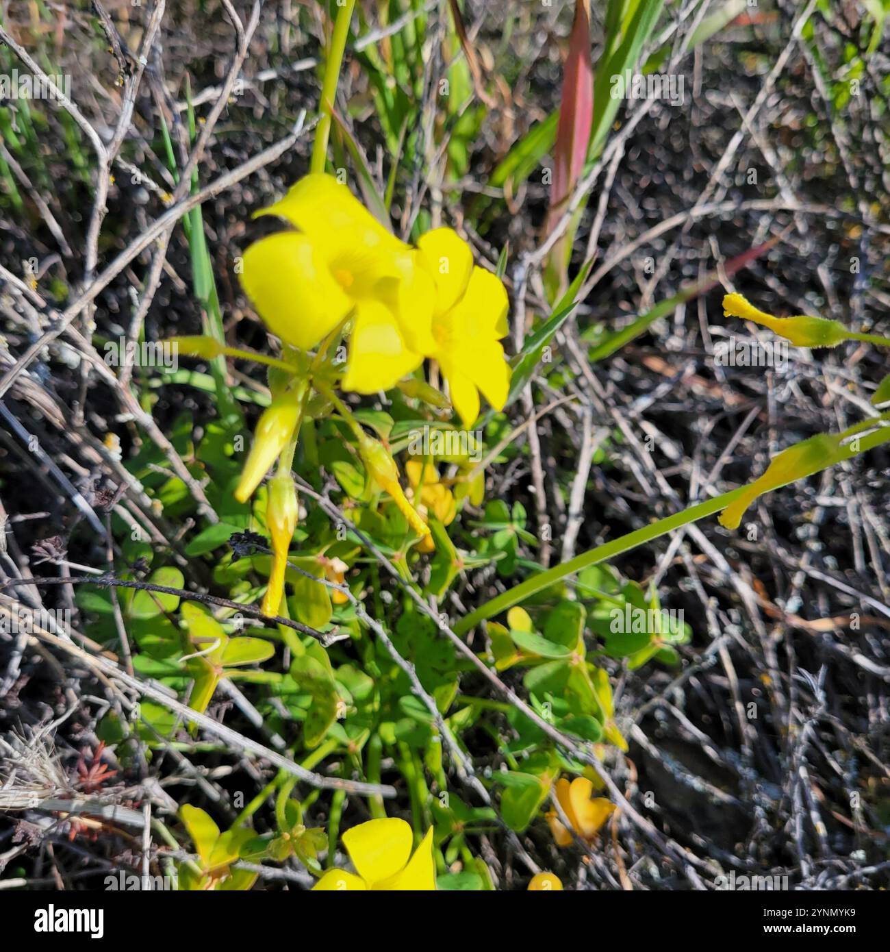 Bermuda buttercup (Oxalis pes-caprae Stock Photo - Alamy