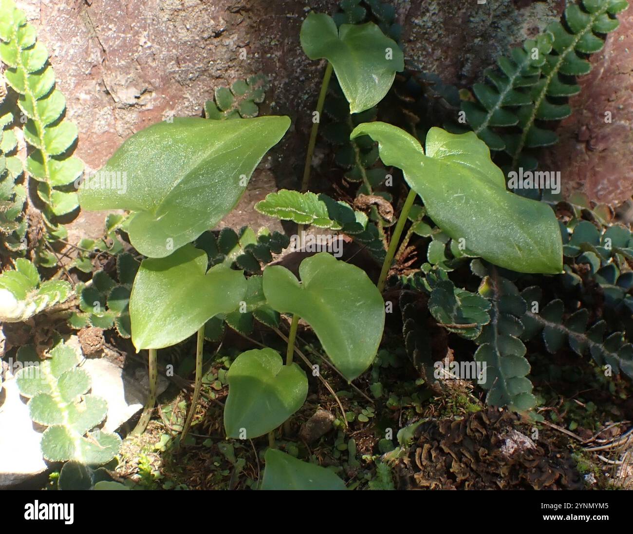 Friars cowl arisarum vulgare hi-res stock photography and images - Alamy