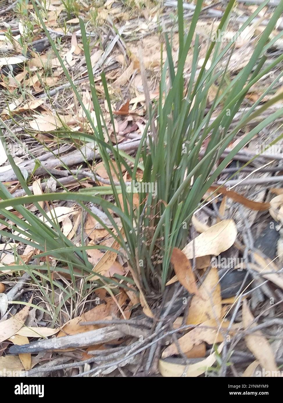 iron-grass (Lomandra multiflora dura Stock Photo - Alamy